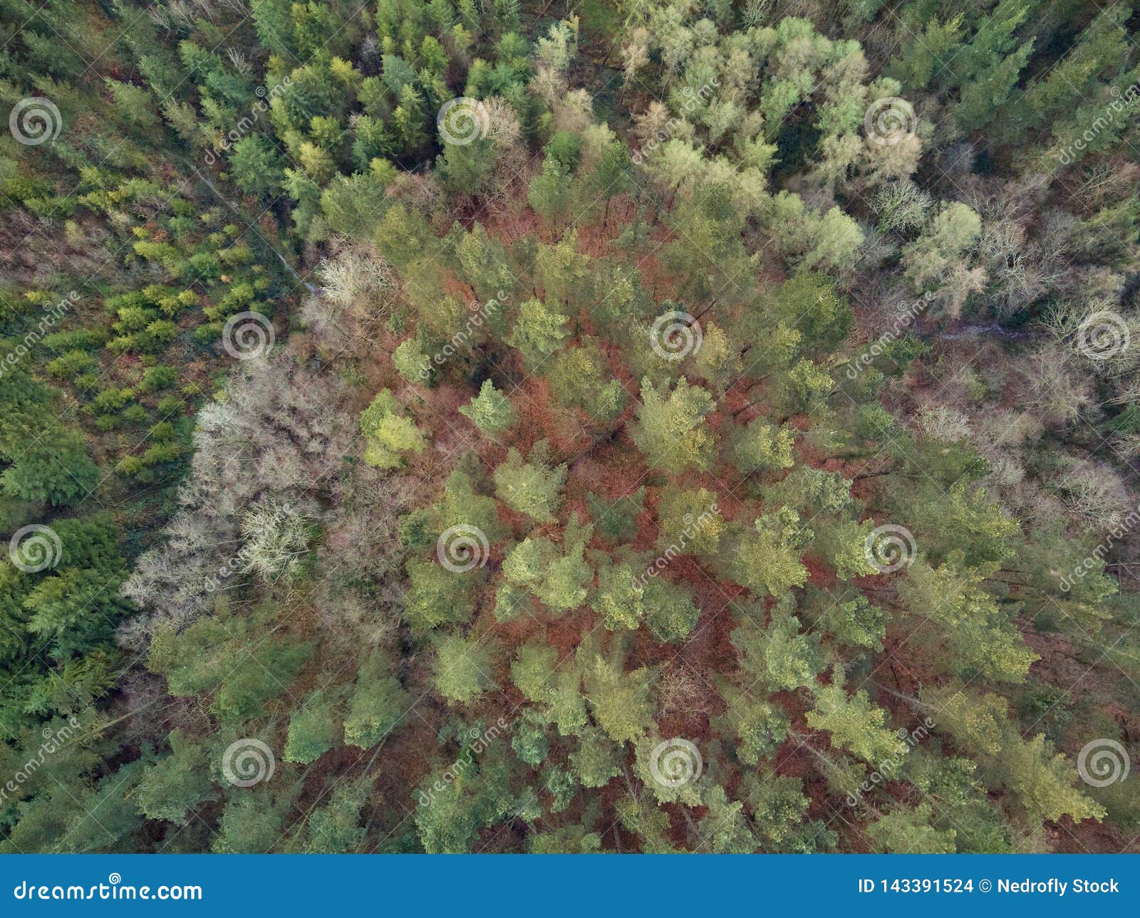 Aerial View Front Landscape with Pine Trees of Different Colors ...
