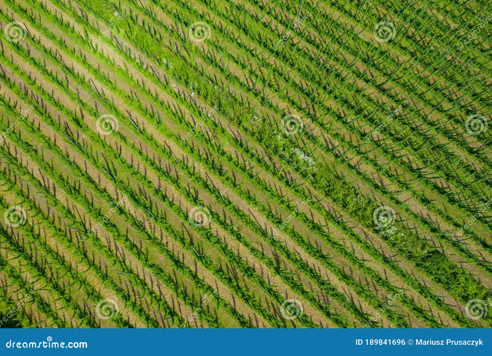 Aerial View of the Fruit Orchard, Trees in a Row Stock Photo - Image of ...