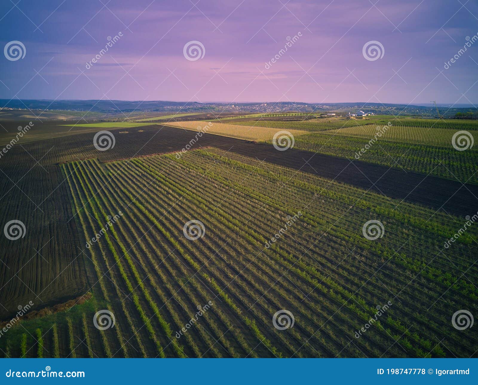 Aerial View of the Fruit Orchard Stock Photo - Image of country, garden ...