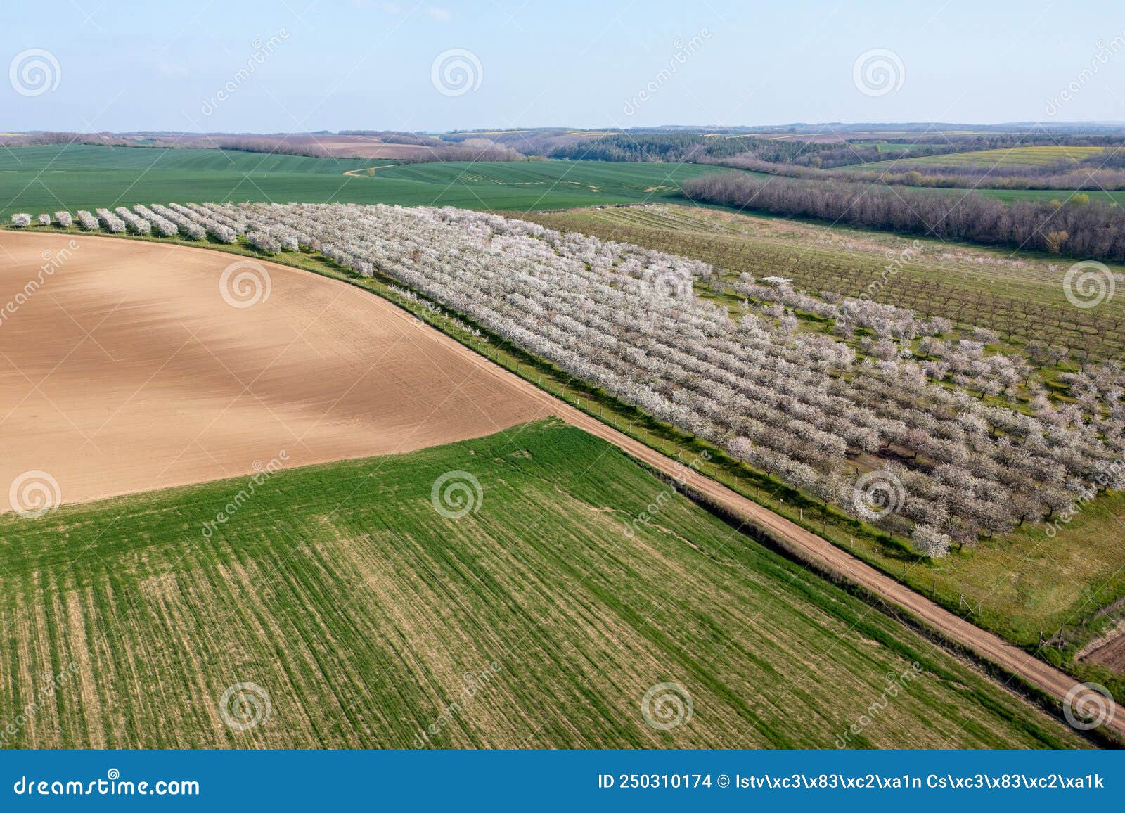 Aerial view of fruit trees stock photo. Image of flora - 250310174