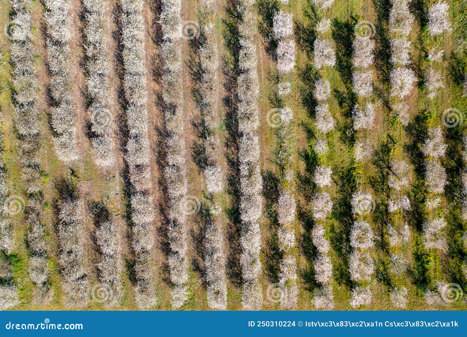 Aerial view of fruit trees stock photo. Image of europe - 250310224