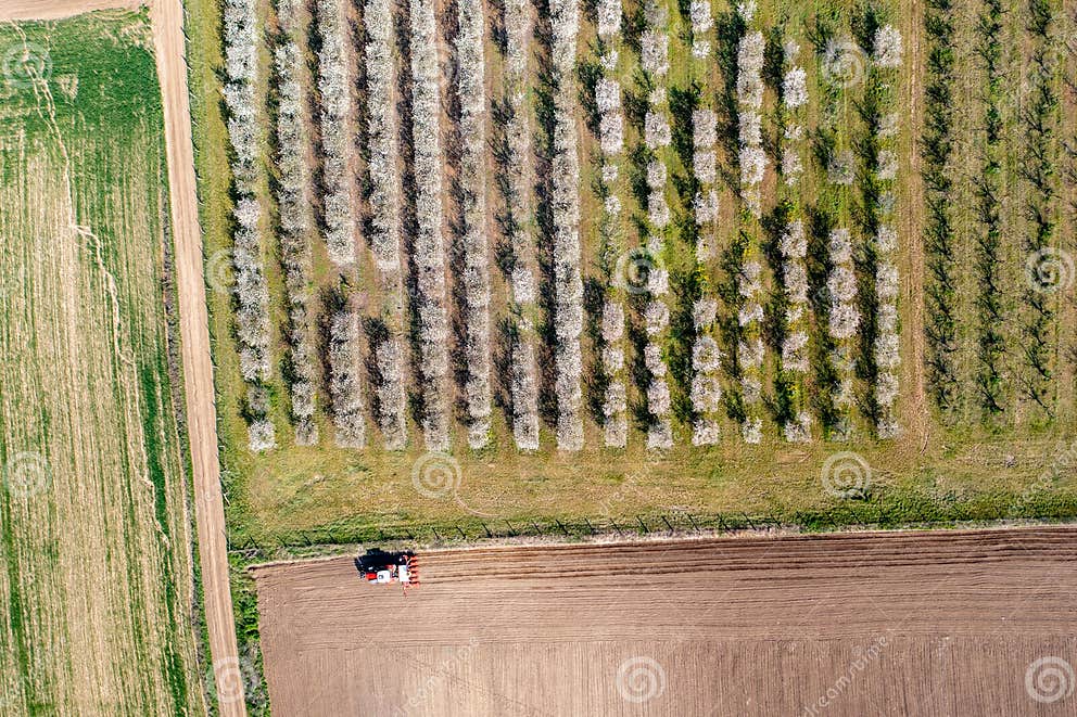 Aerial view of fruit trees stock image. Image of green - 250310281