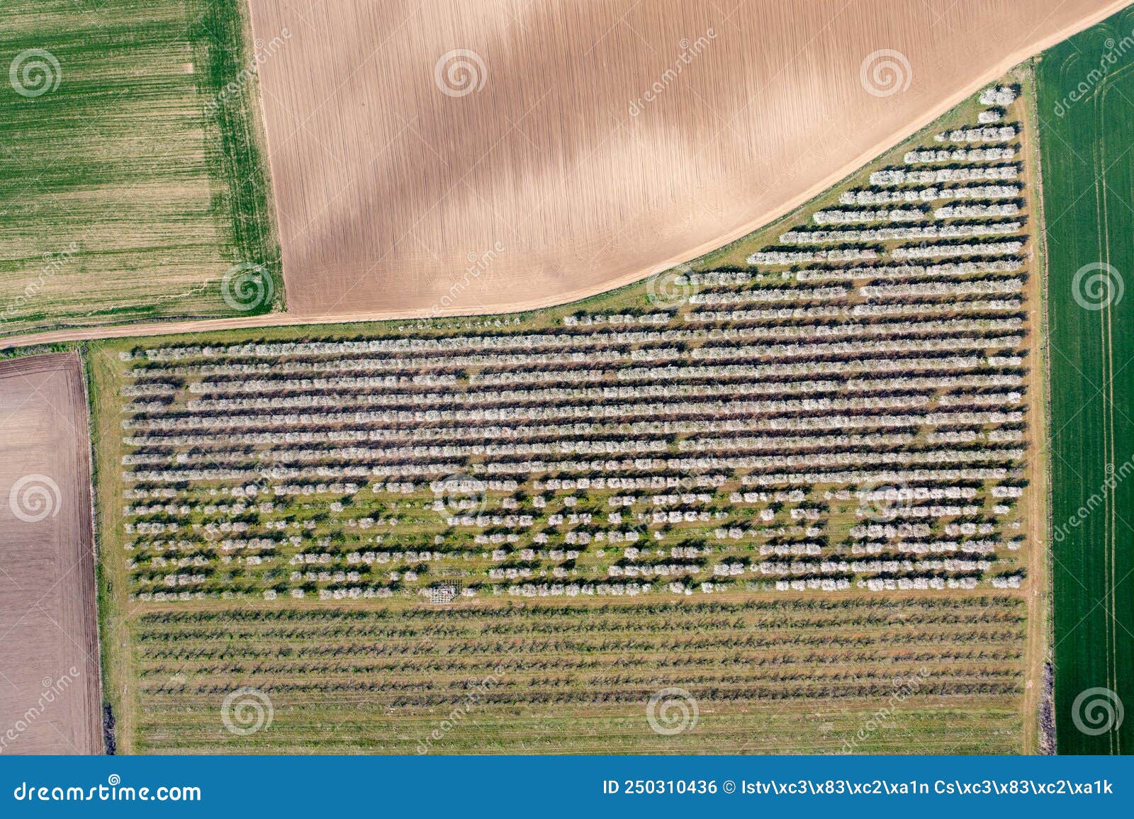 Aerial view of fruit trees stock photo. Image of countryside - 250310436