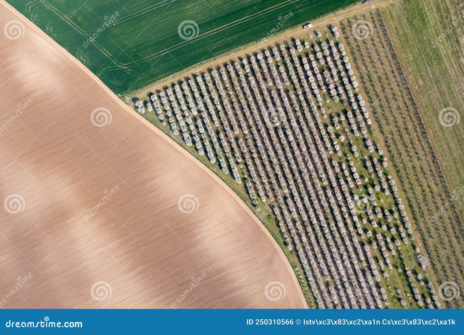 Aerial view of fruit trees stock photo. Image of drone - 250310566