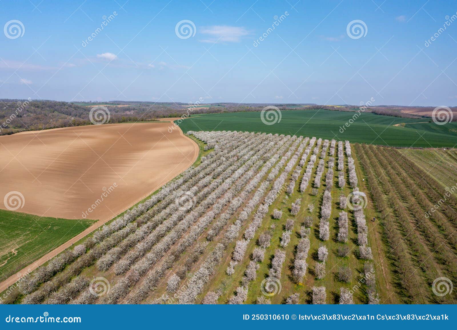 Aerial view of fruit trees stock photo. Image of aerial - 250310610