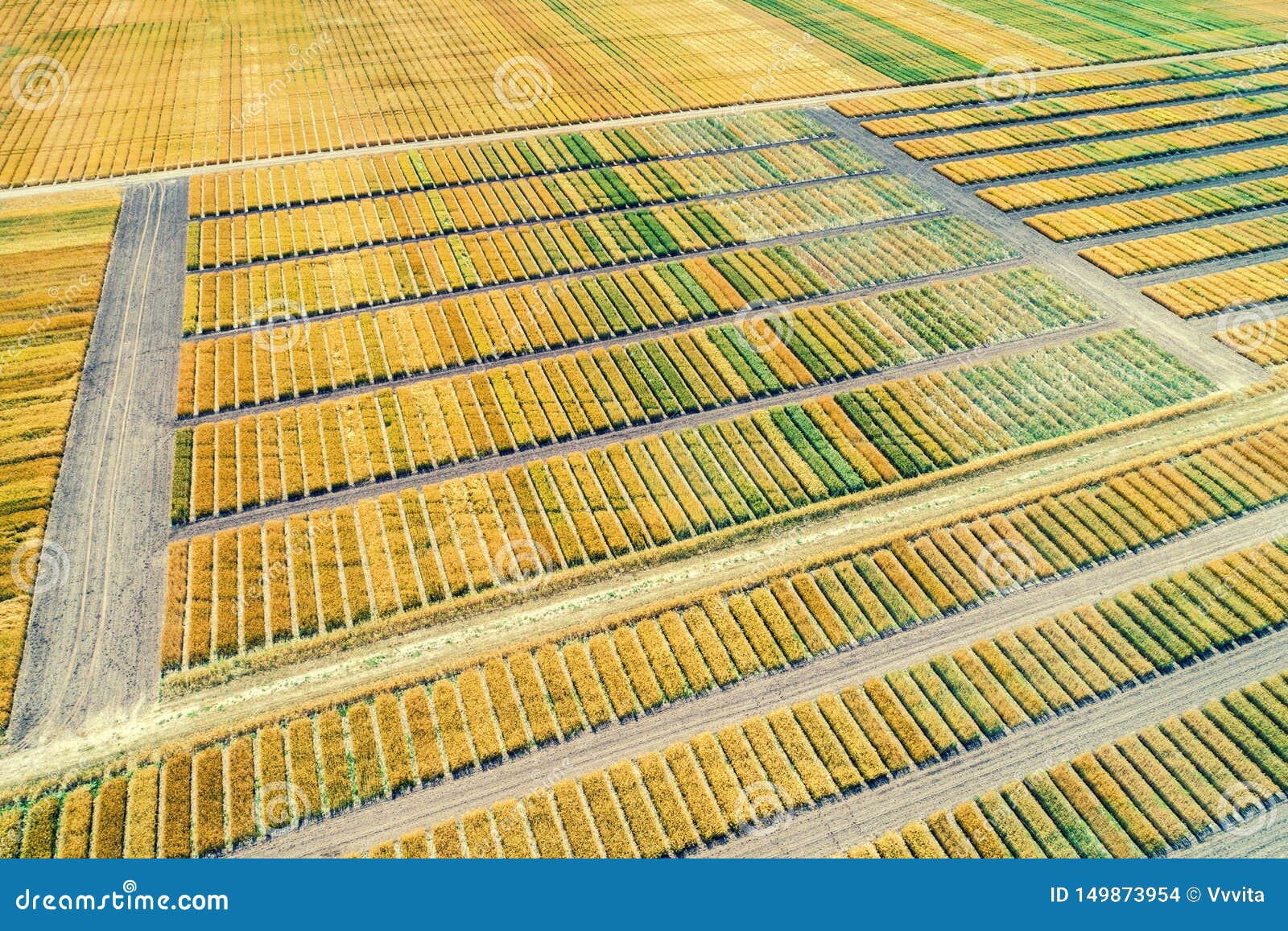 Aerial View of Geometric Wheat Fields Stock Photo - Image of organic ...