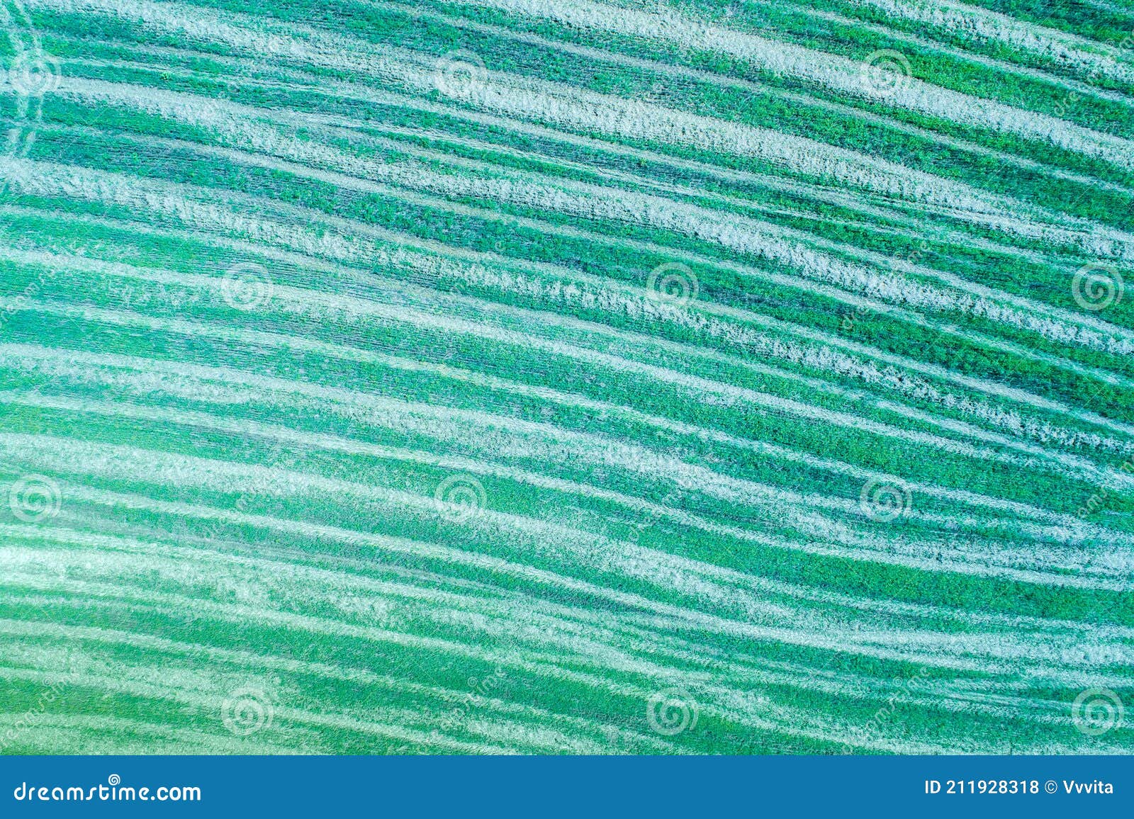 Aerial View of Geometric Wheat Fields Stock Photo - Image of ...
