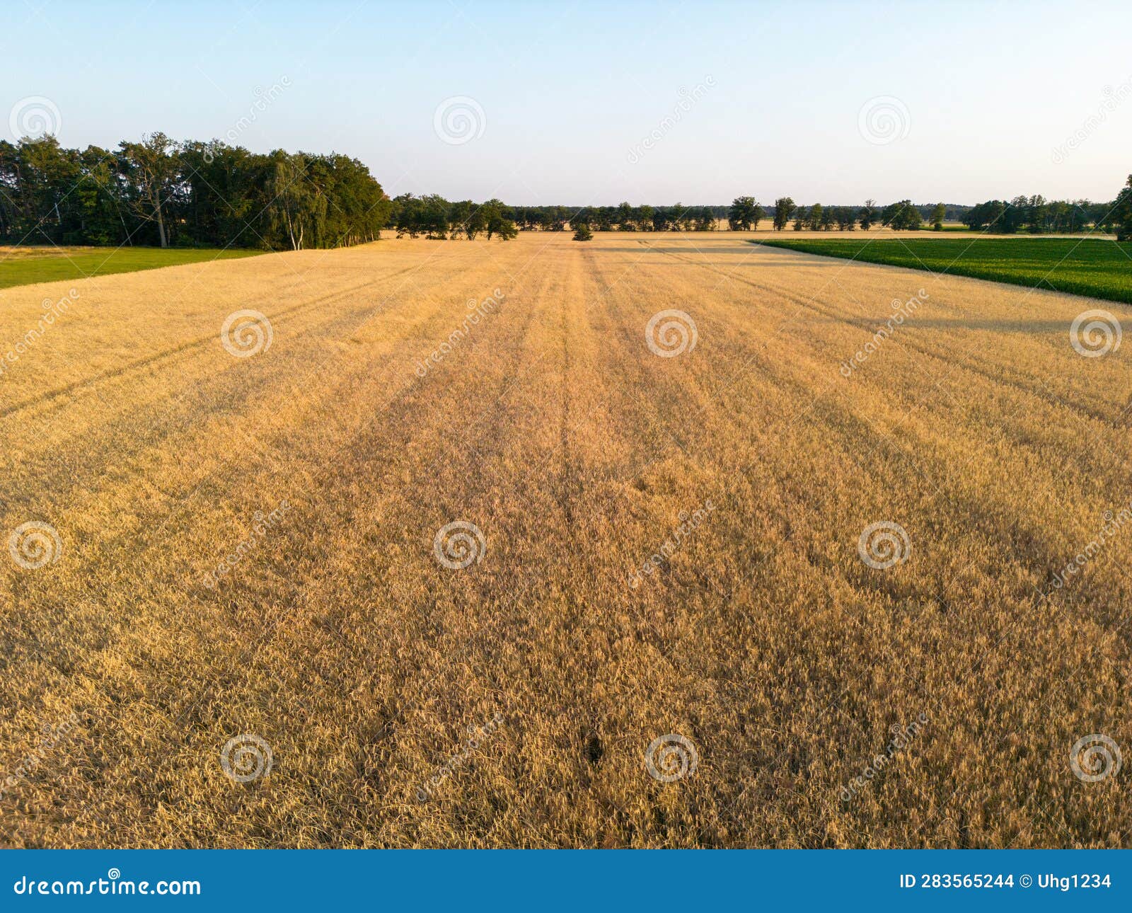 Aerial View of a Grain Field with Triticale Stock Photo - Image of ...