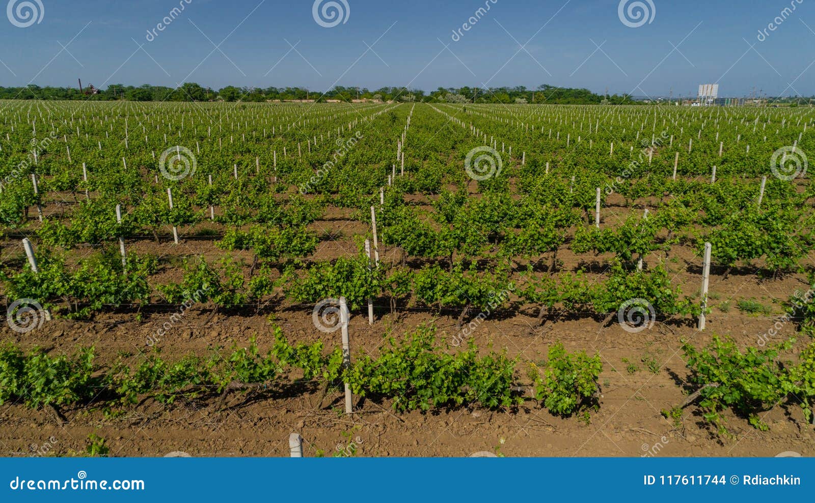 Aerial View of Grape Field in Summer. Stock Photo - Image of sunset ...