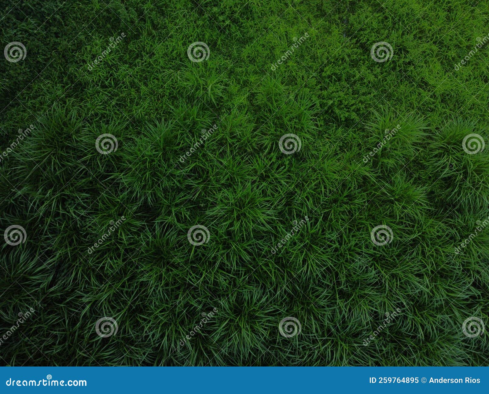 Aerial View of the Grass Upper View of the Field with Green Grass ...