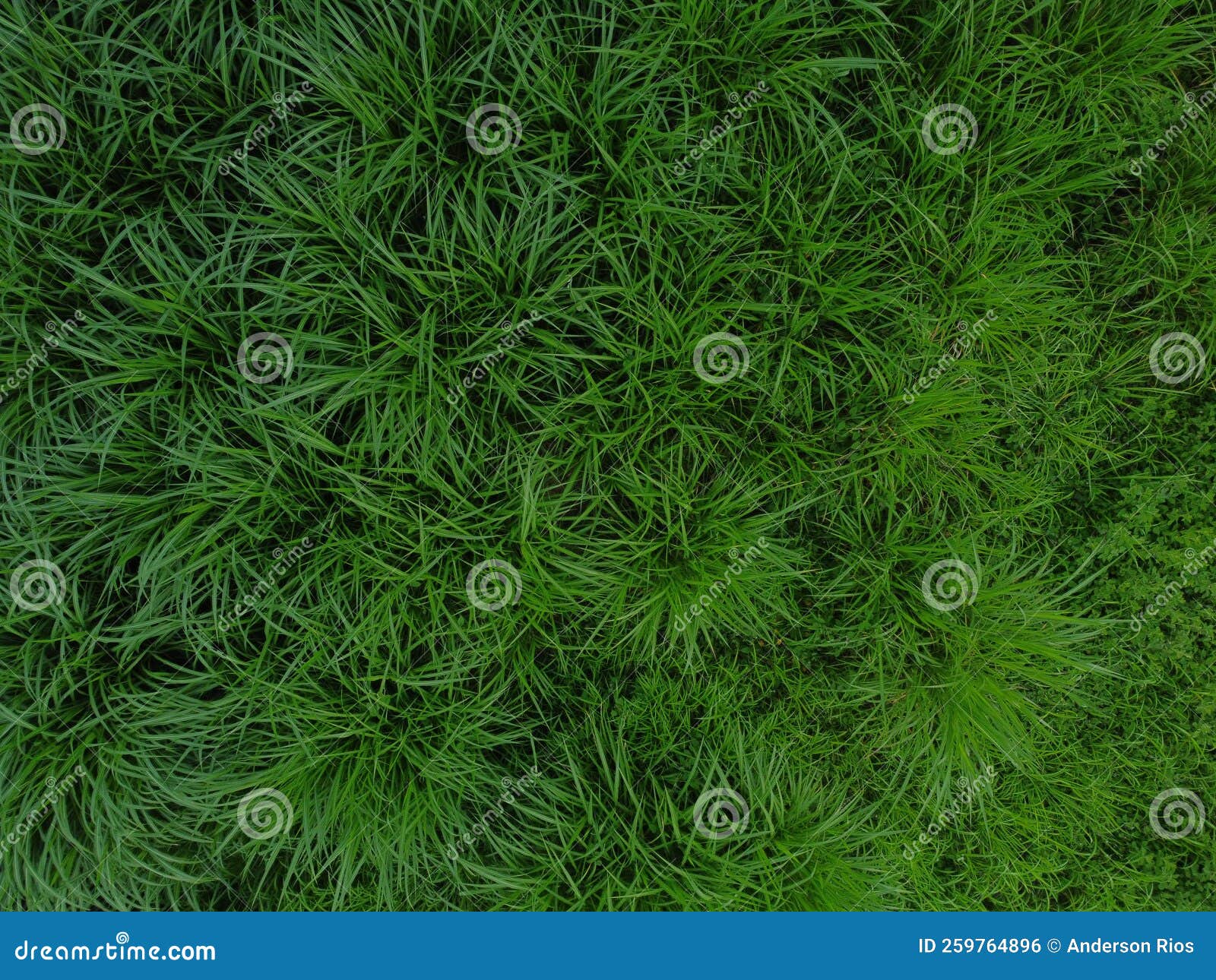 Aerial View of the Grass Upper View of the Field with Green Grass ...