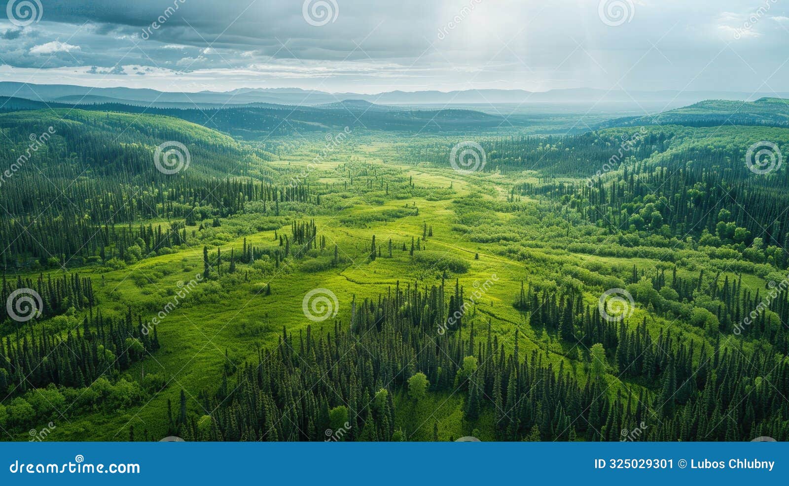Aerial View of a Green Boreal Forest Stock Illustration - Illustration ...