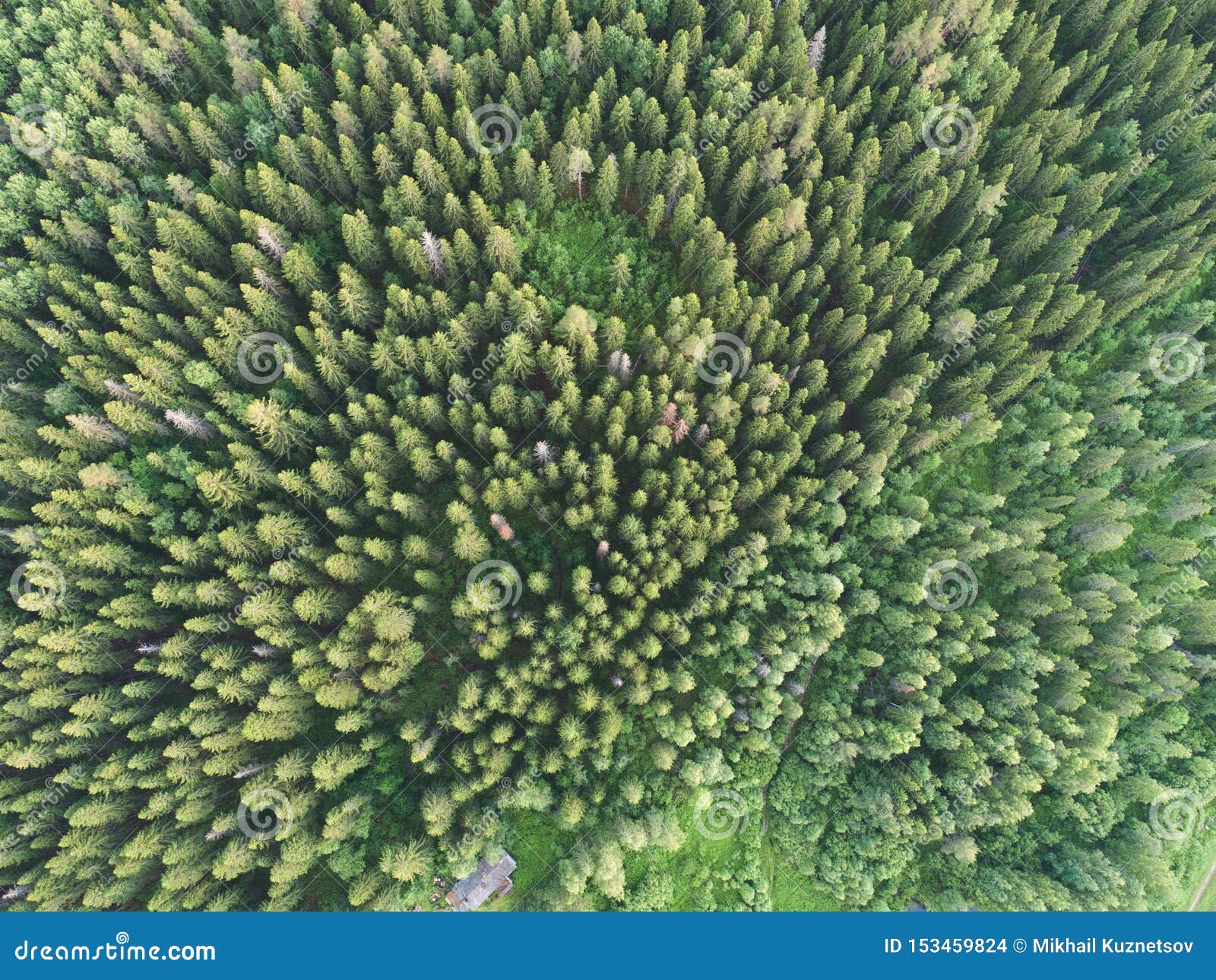 Aerial View of Green Boreal Forest Filled with Spruce Trees Stock Photo ...