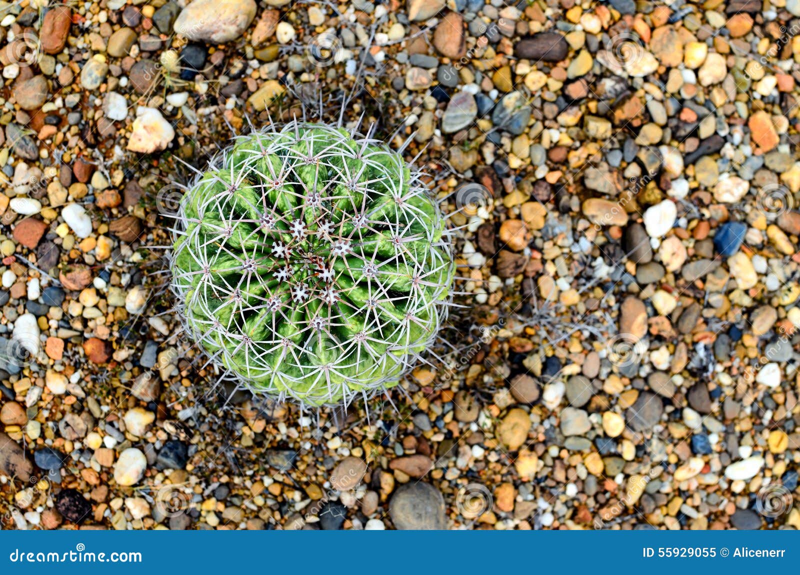 Aerial View of Green Cactus in Desert Stock Image - Image of guitartii ...