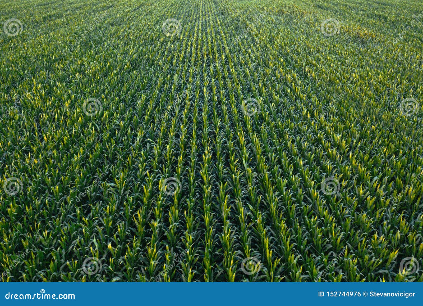 Aerial View of Green Corn Crops Field Stock Photo - Image of ...
