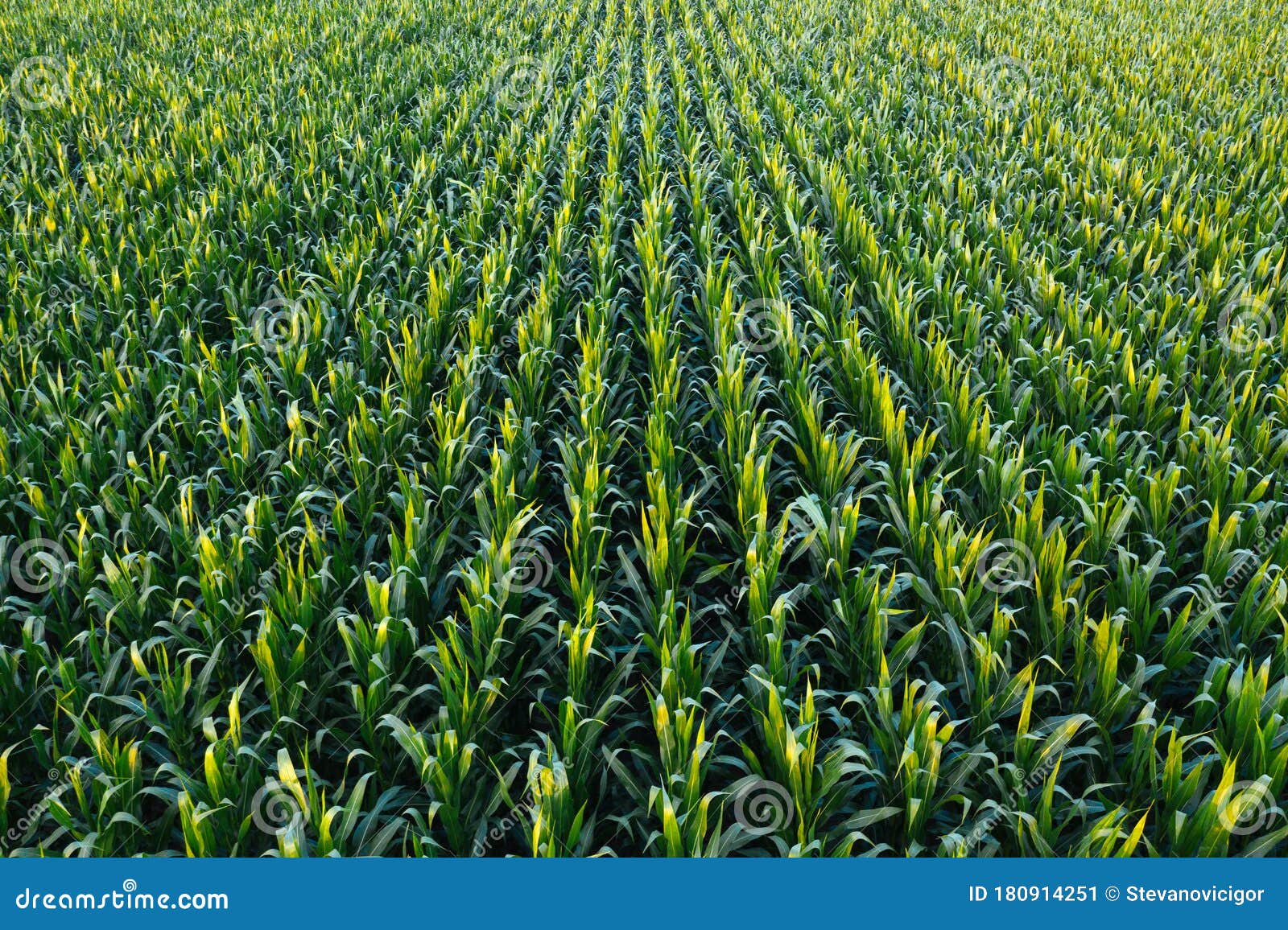 Aerial View of Green Corn Crops Field Stock Image - Image of plants ...