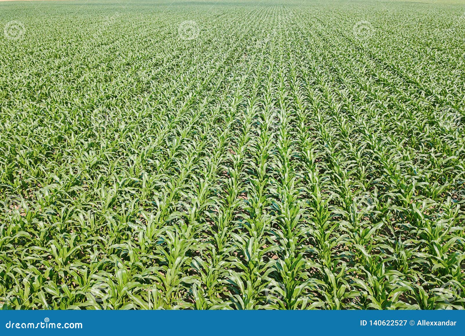 Aerial View of a Green Corn Field. Corn Aerial Stock Image - Image of ...
