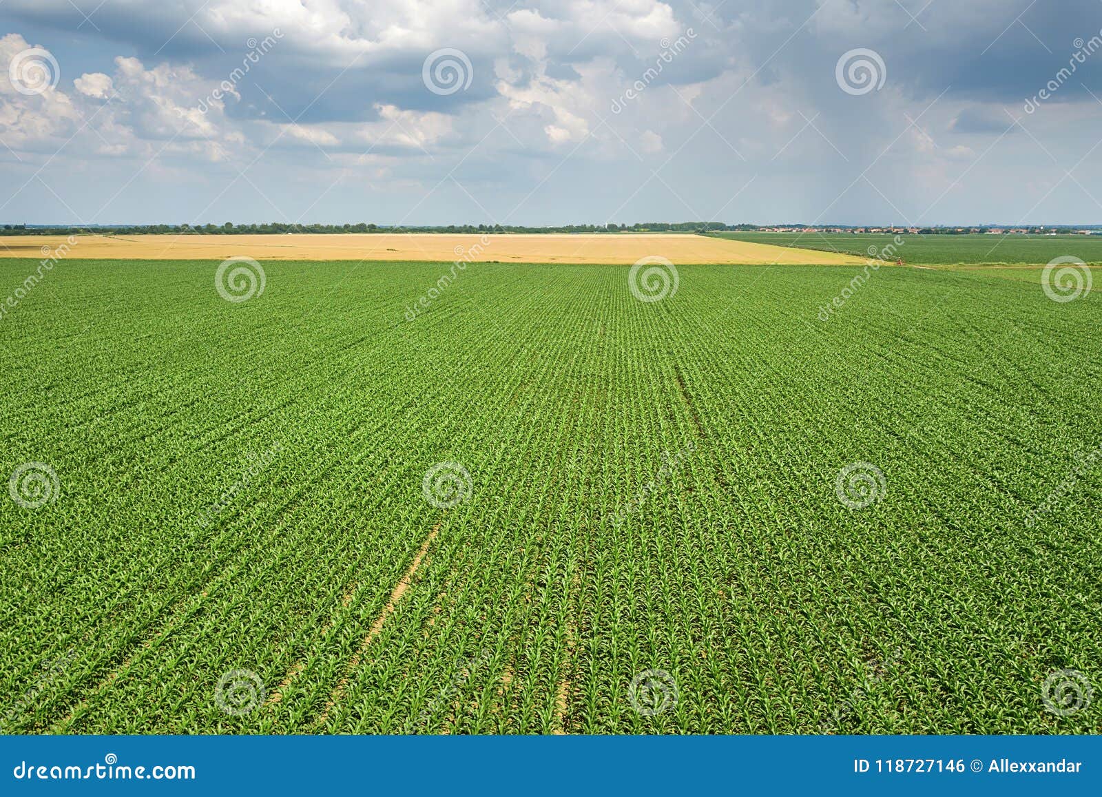 Aerial View of a Green Corn Field. Corn Aerial Stock Photo - Image of ...