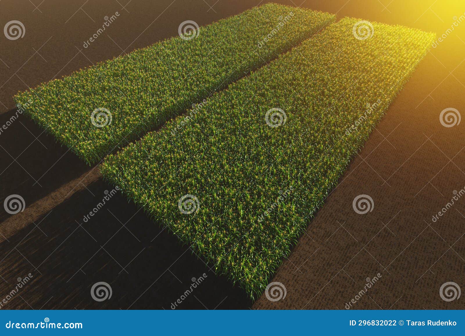 Aerial View of a Green Corn Field Stock Photo - Image of nature, land ...