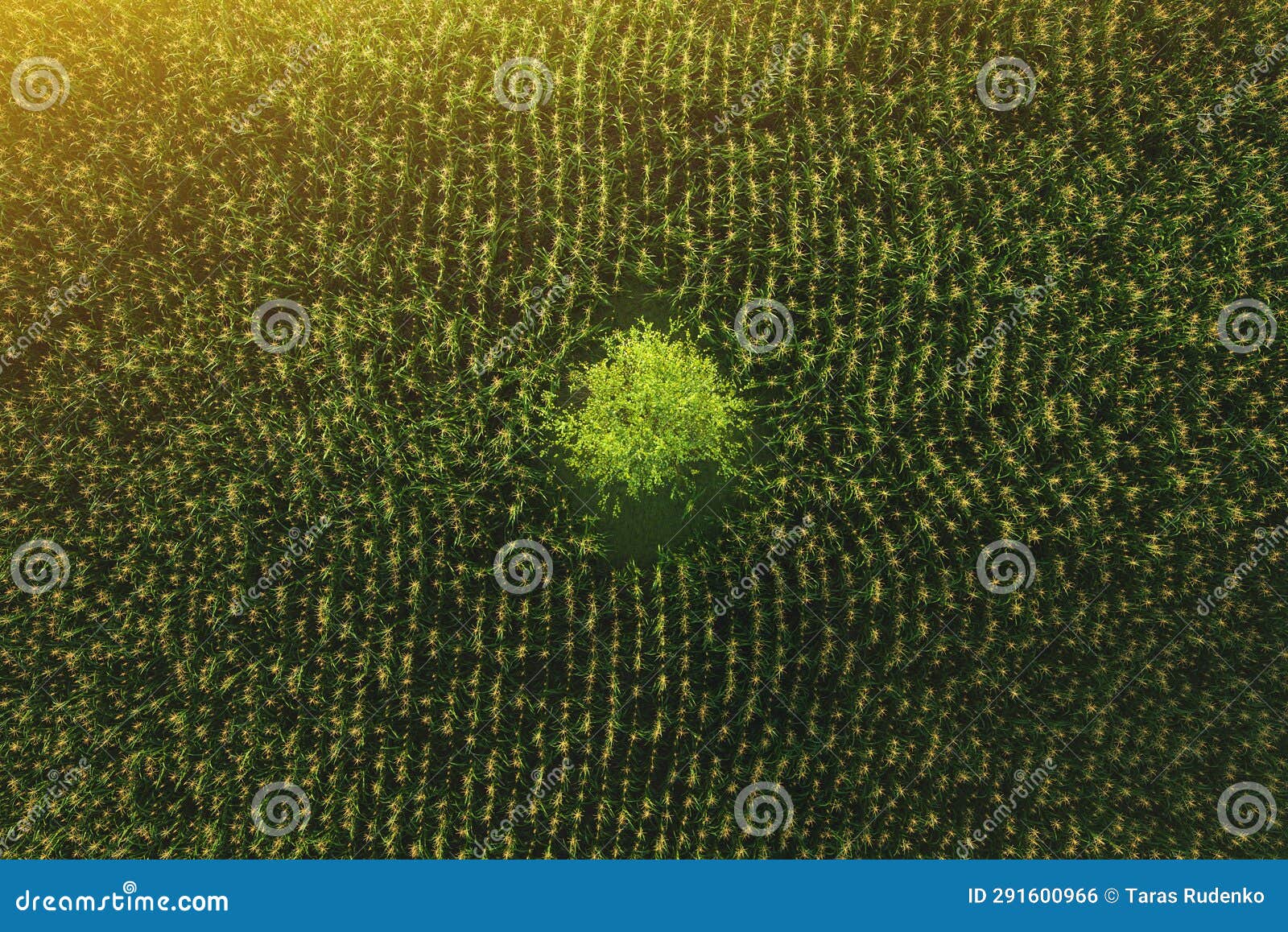 Aerial View of a Green Corn Field Stock Photo - Image of landscape ...