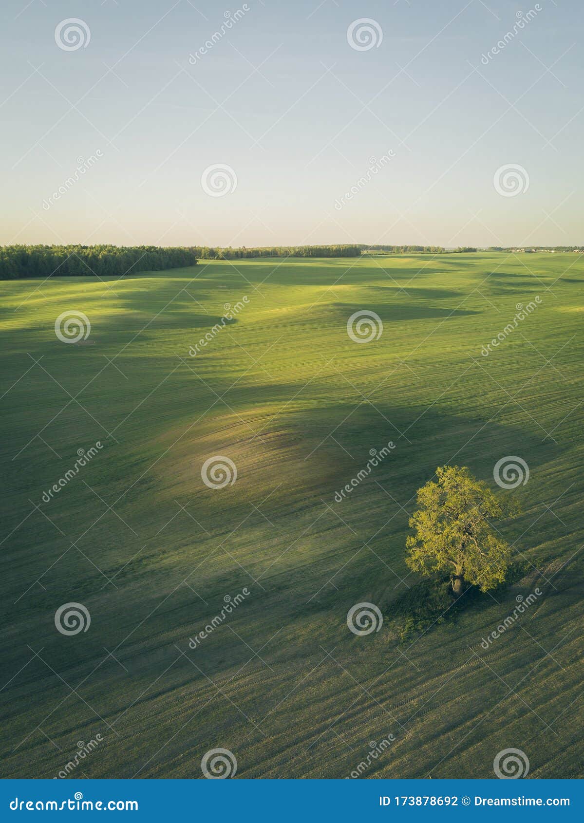 Aerial View of Green Field and a Tree Overhead Stock Photo - Image of ...