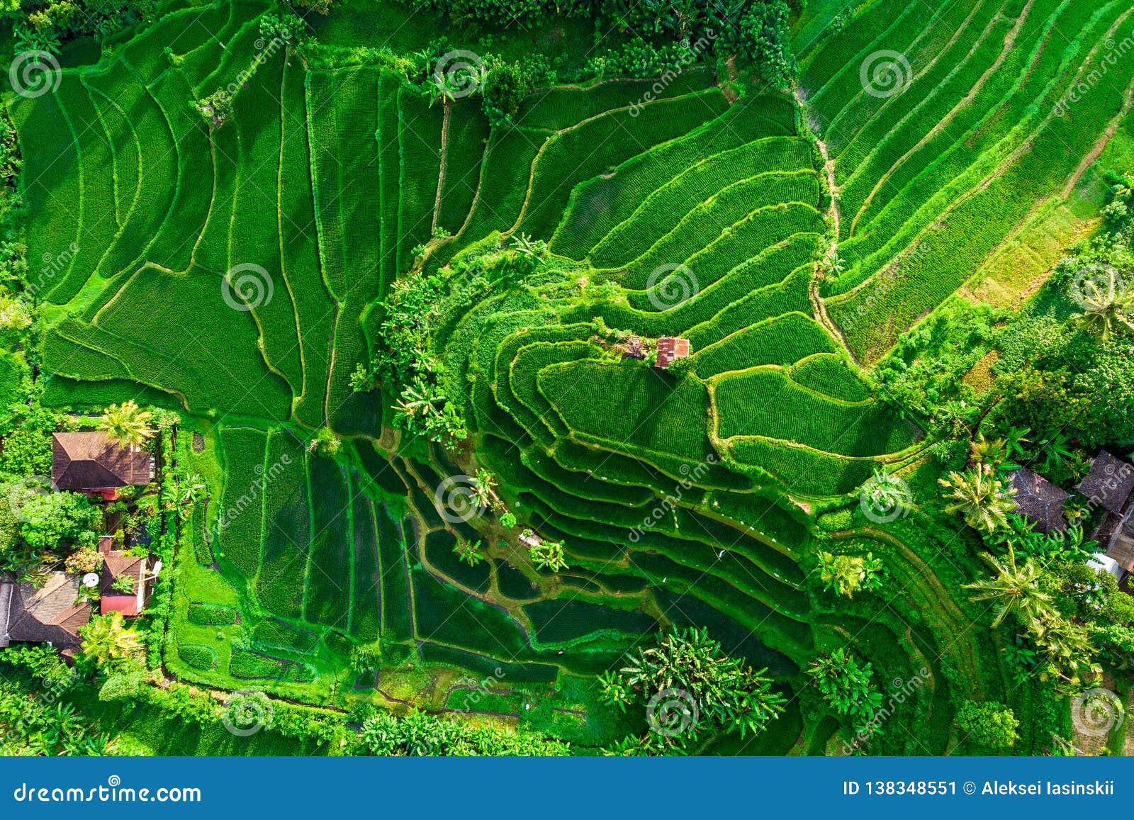 Aerial View of Green Fields Green Rice and Corn Fields in Bali ...