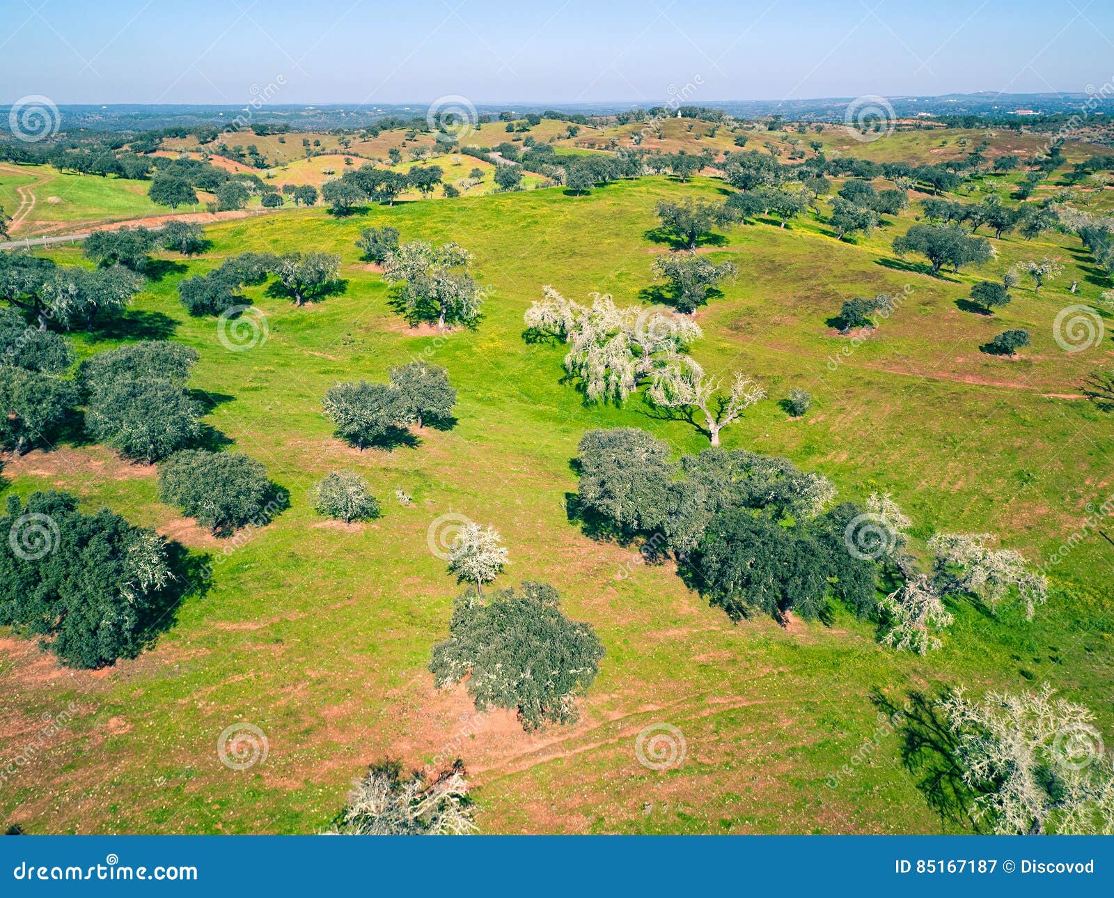 Aerial View Green Fields with Trees Stock Image - Image of field ...