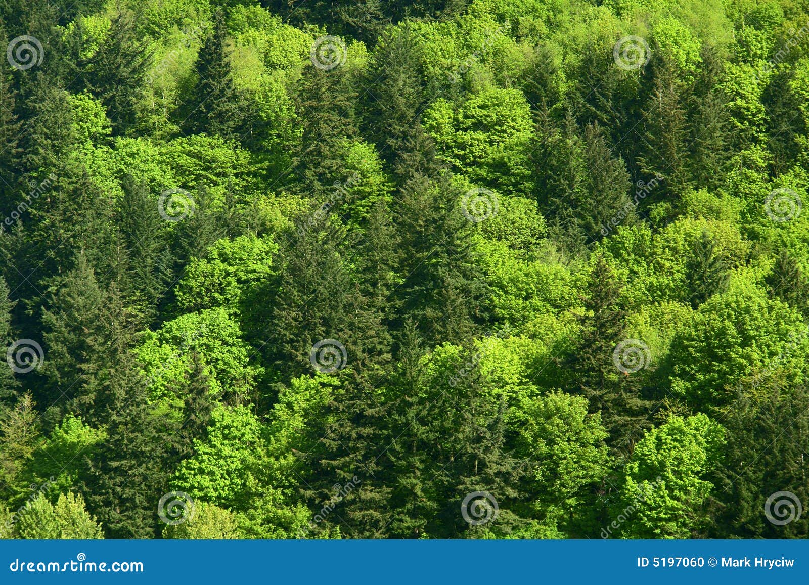Aerial View of Green Forest Stock Photo - Image of trees, nature: 5197060