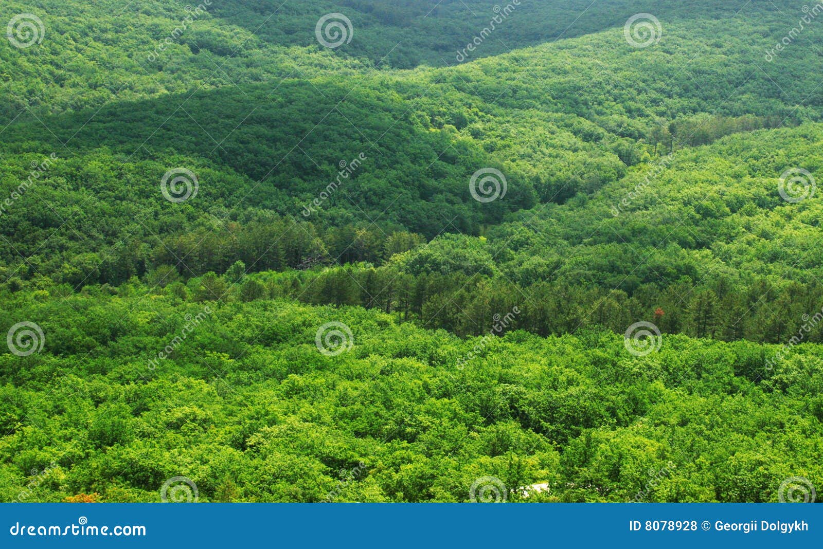 Aerial View of a Green Forest Stock Photo - Image of hills, high: 8078928