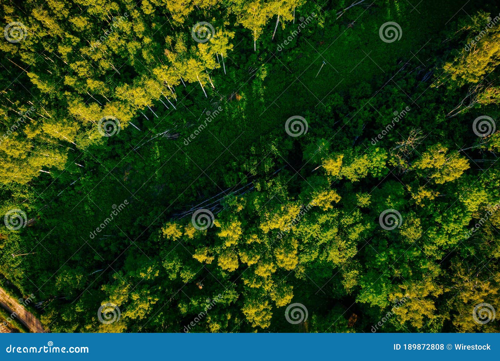 Aerial View of a Green Forest with Beautiful Trees Stock Photo - Image ...