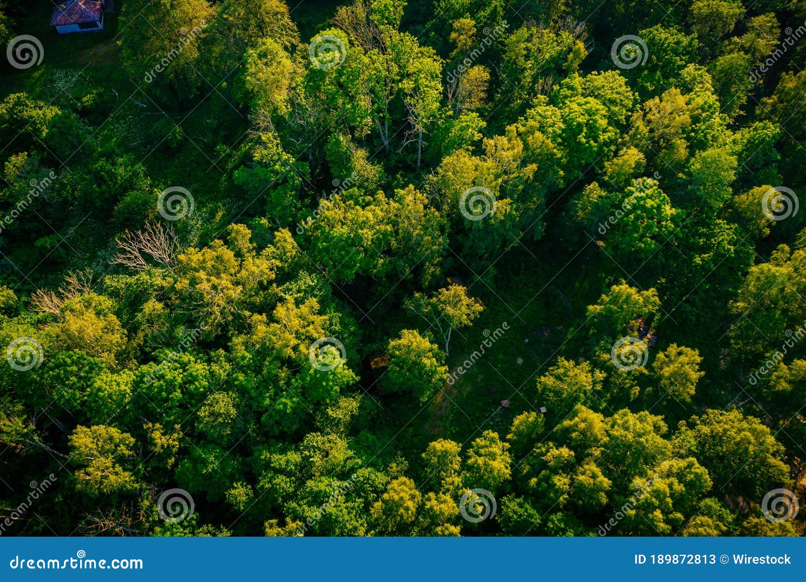 Aerial View of a Green Forest with Beautiful Trees Stock Image - Image ...