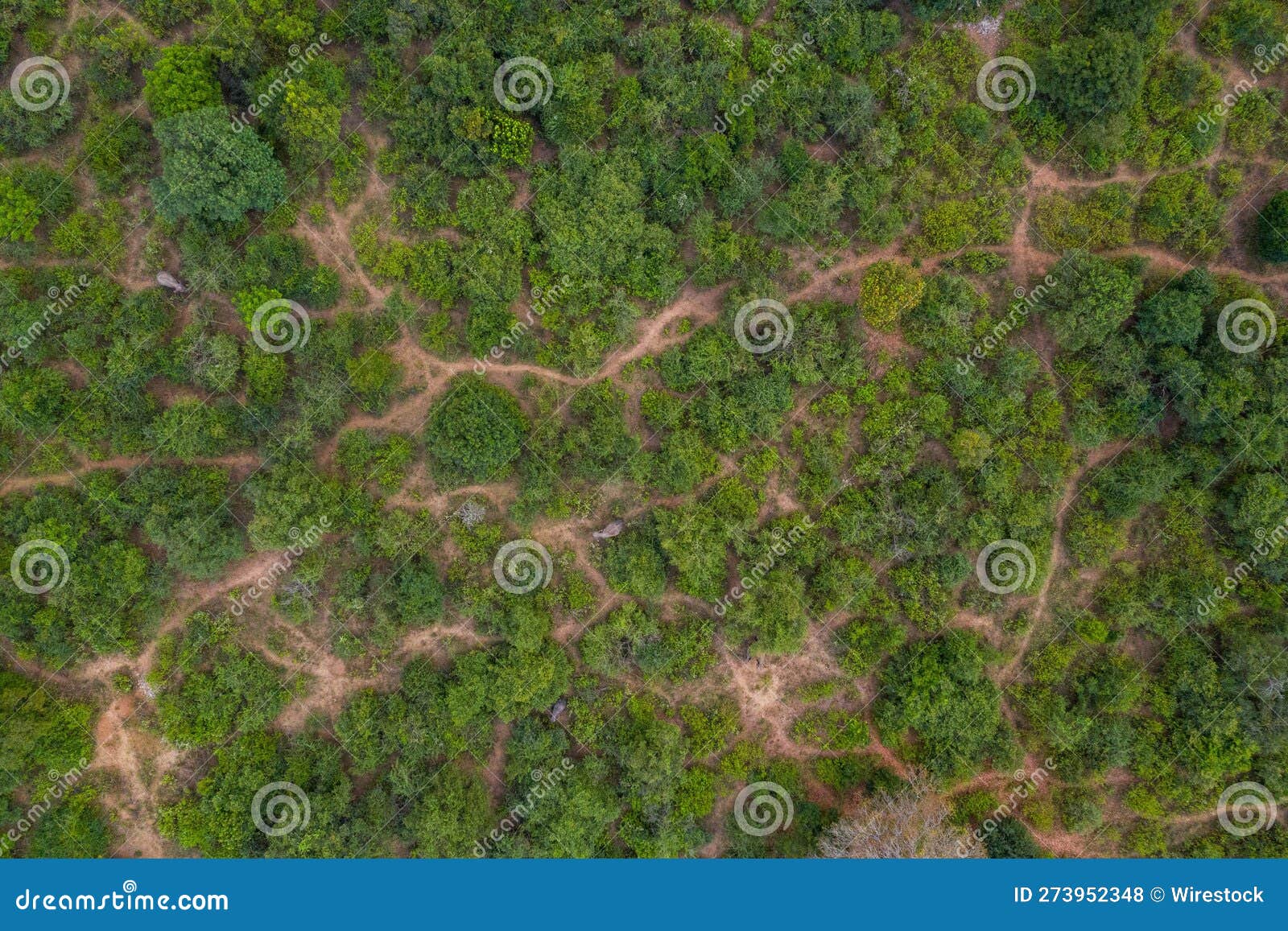 Aerial View of a Green Forest with Lush Trees. Stock Photo - Image of ...