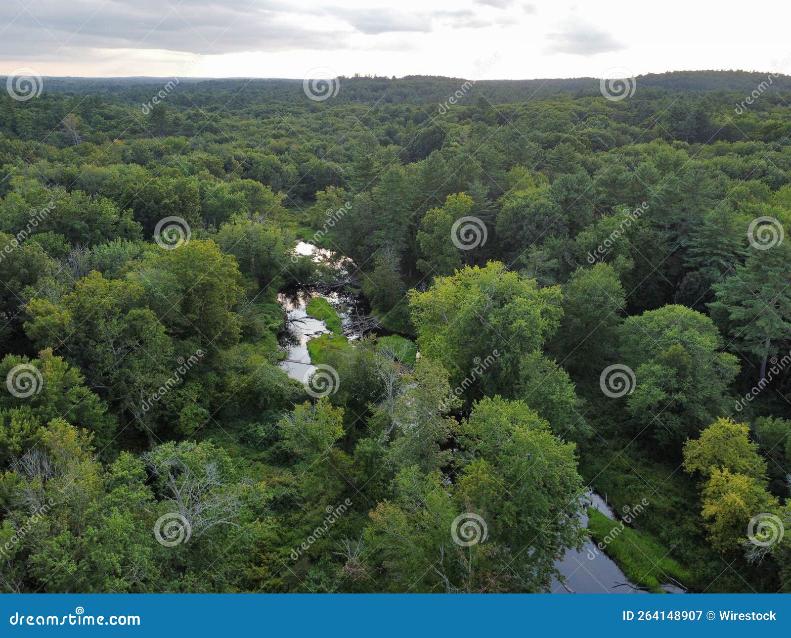 Aerial View of a Green Forest at the Shore Stock Image - Image of ...