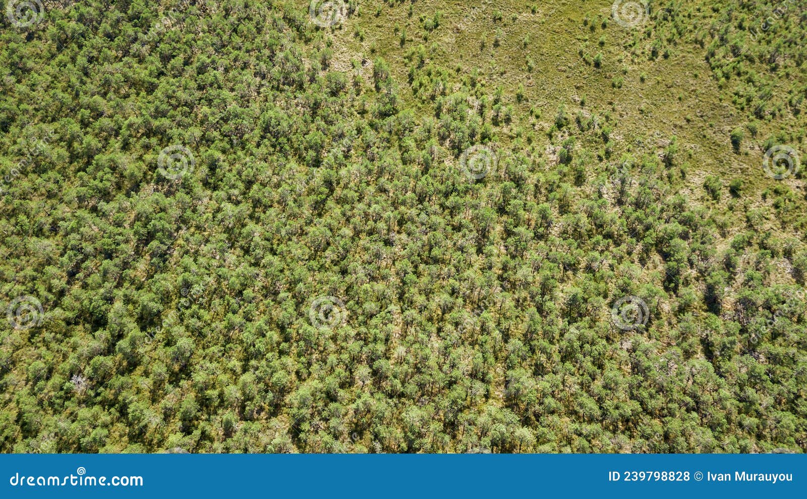 Aerial View of a Green Forest. Texture and Beatiful Background Stock ...