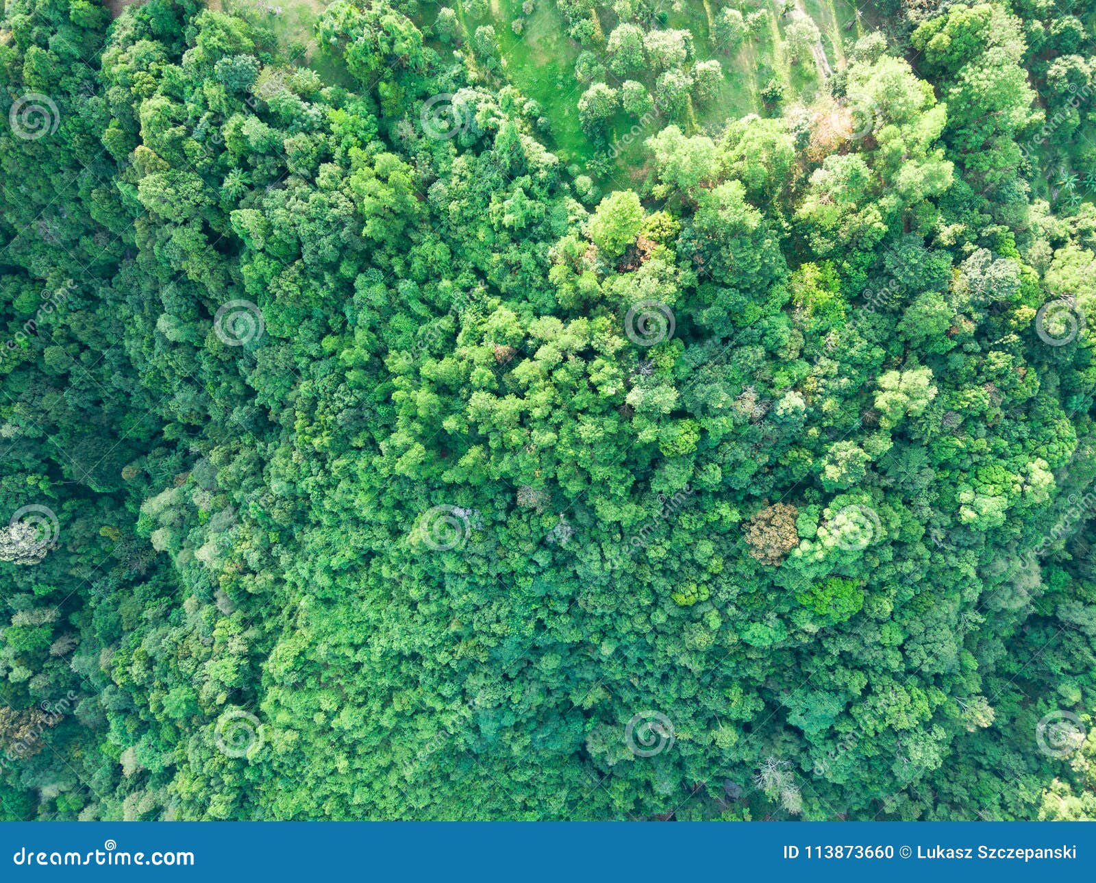 Aerial View of a Green Jungle Stock Photo - Image of forest, canopy ...