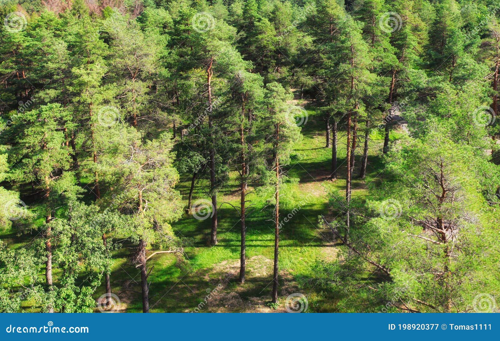 Aerial View of Green Pine Forest - Nature Landscape Editorial ...