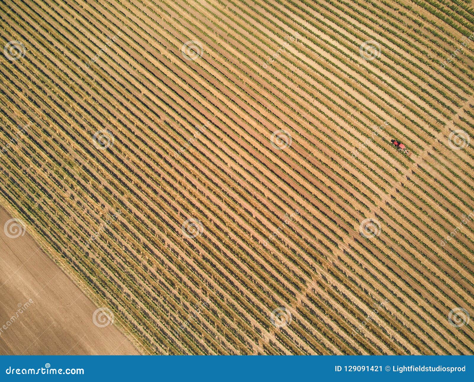 Aerial View of Green Rows of Vineyard Stock Image - Image of ...