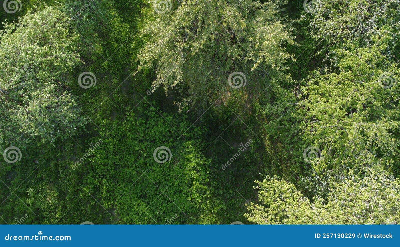Aerial View of Green Trees in a Beautiful Rainforest Stock Image ... Aerial View of Green Trees in a Beautiful Rainforest Stock Image ...