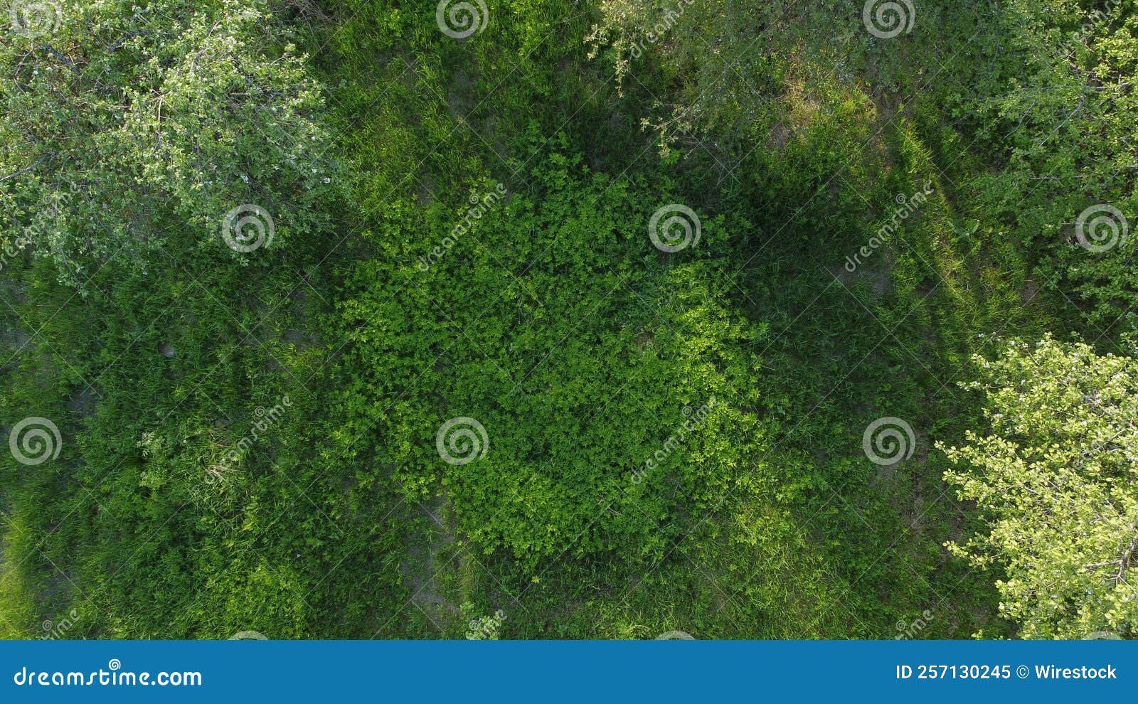 Aerial View of Green Trees in a Beautiful Rainforest Stock Image ... Aerial View of Green Trees in a Beautiful Rainforest Stock Image ...