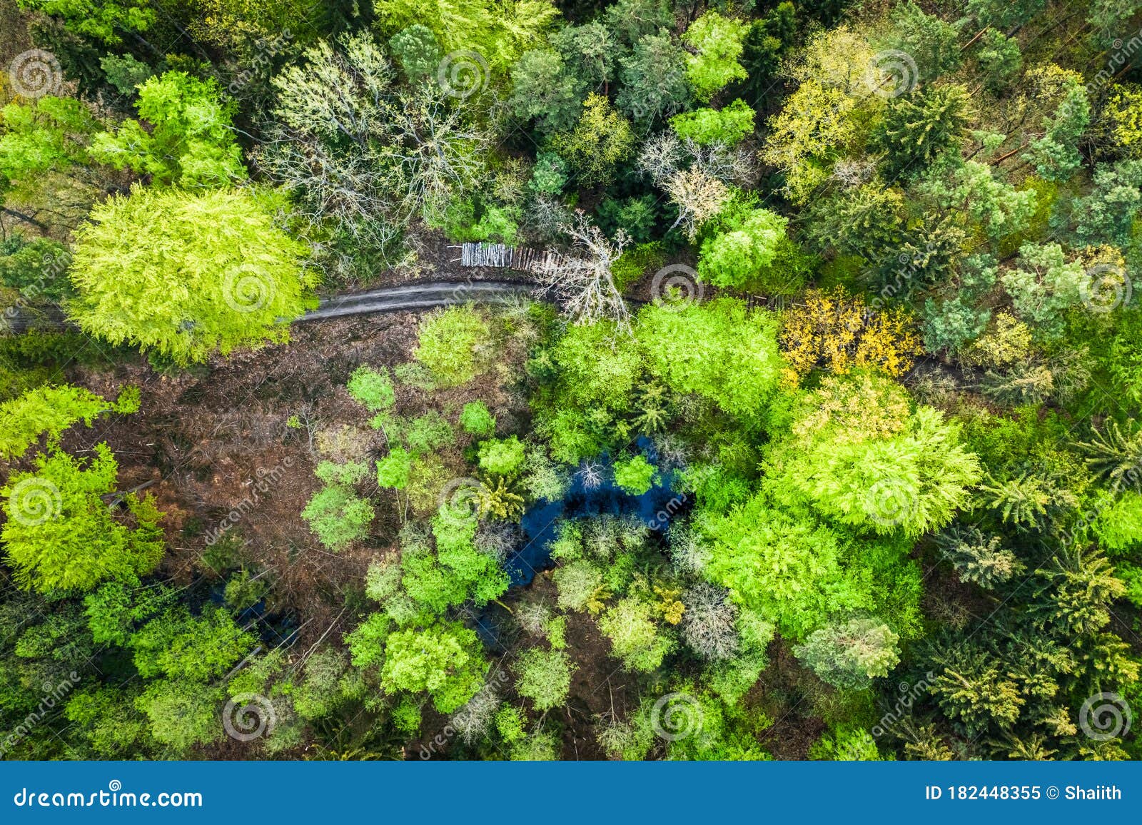 Aerial View of Green Trees in Early Spring Stock Image - Image of wind ...