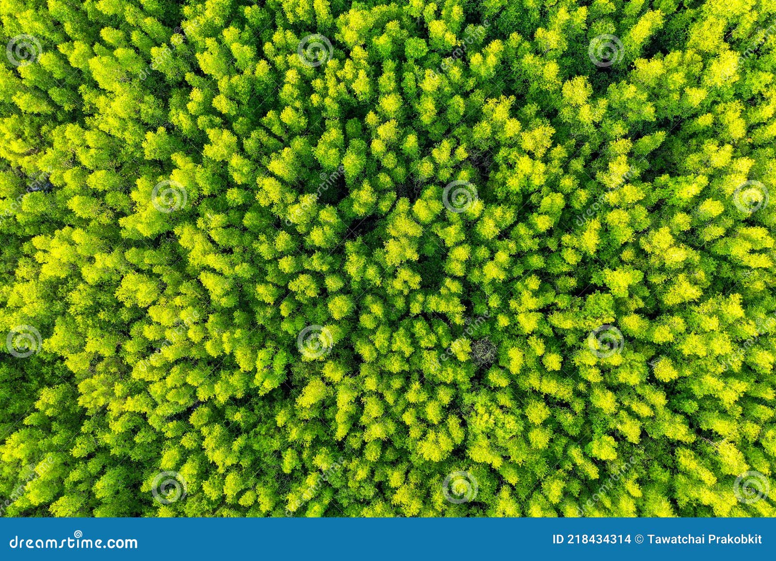 Aerial View of Green Trees in Forest. Stock Photo - Image of jungle ...