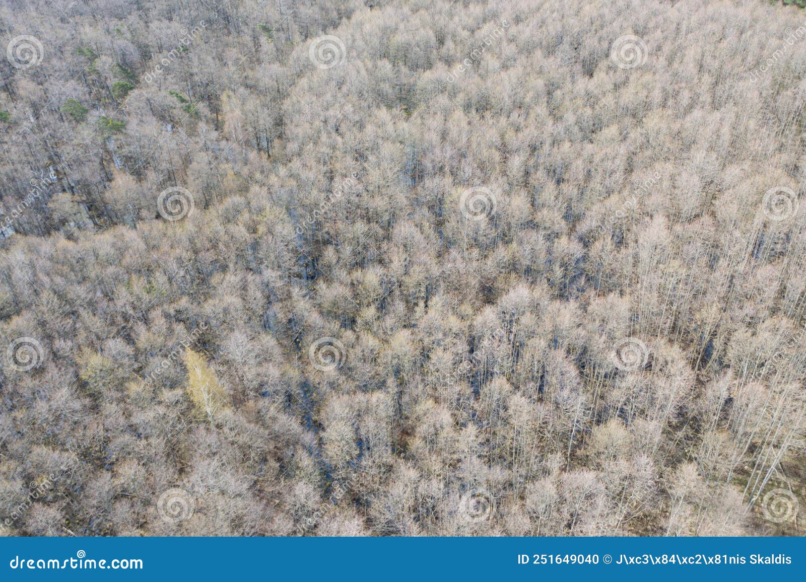 Aerial View of Grey Leafless Forest. Wetland Forest Stock Photo - Image ...