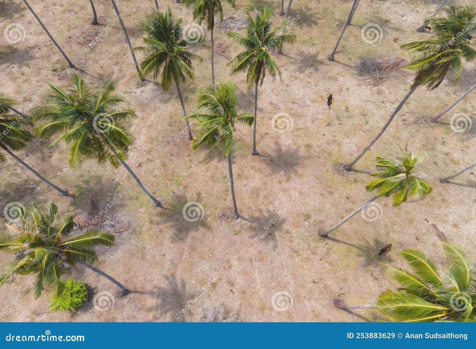 Aerial View of Group of Coconut Palm Tree Plantation Stock Image ...