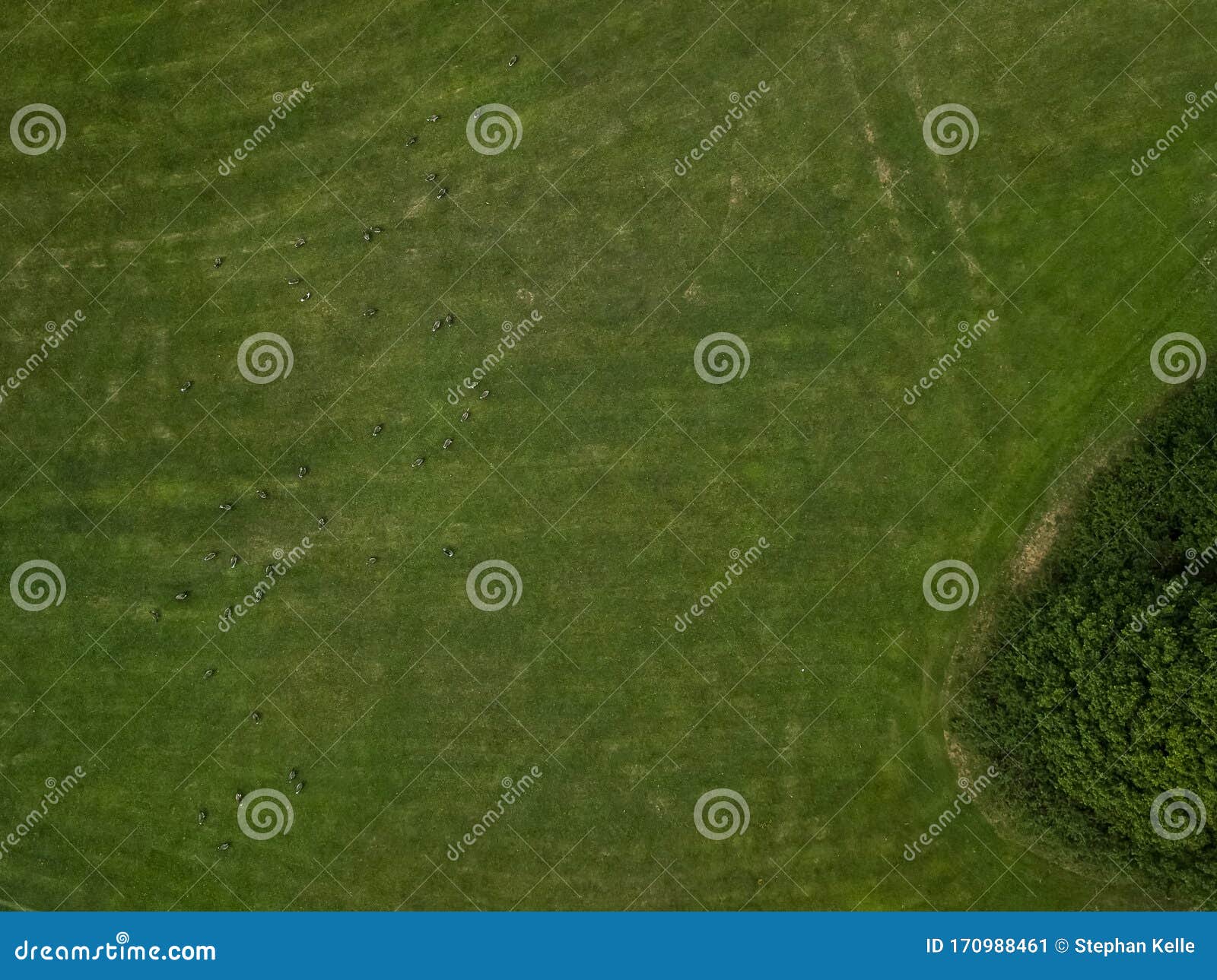 Aerial View of Group of Ducks at a Field. Stock Image - Image of farm ...