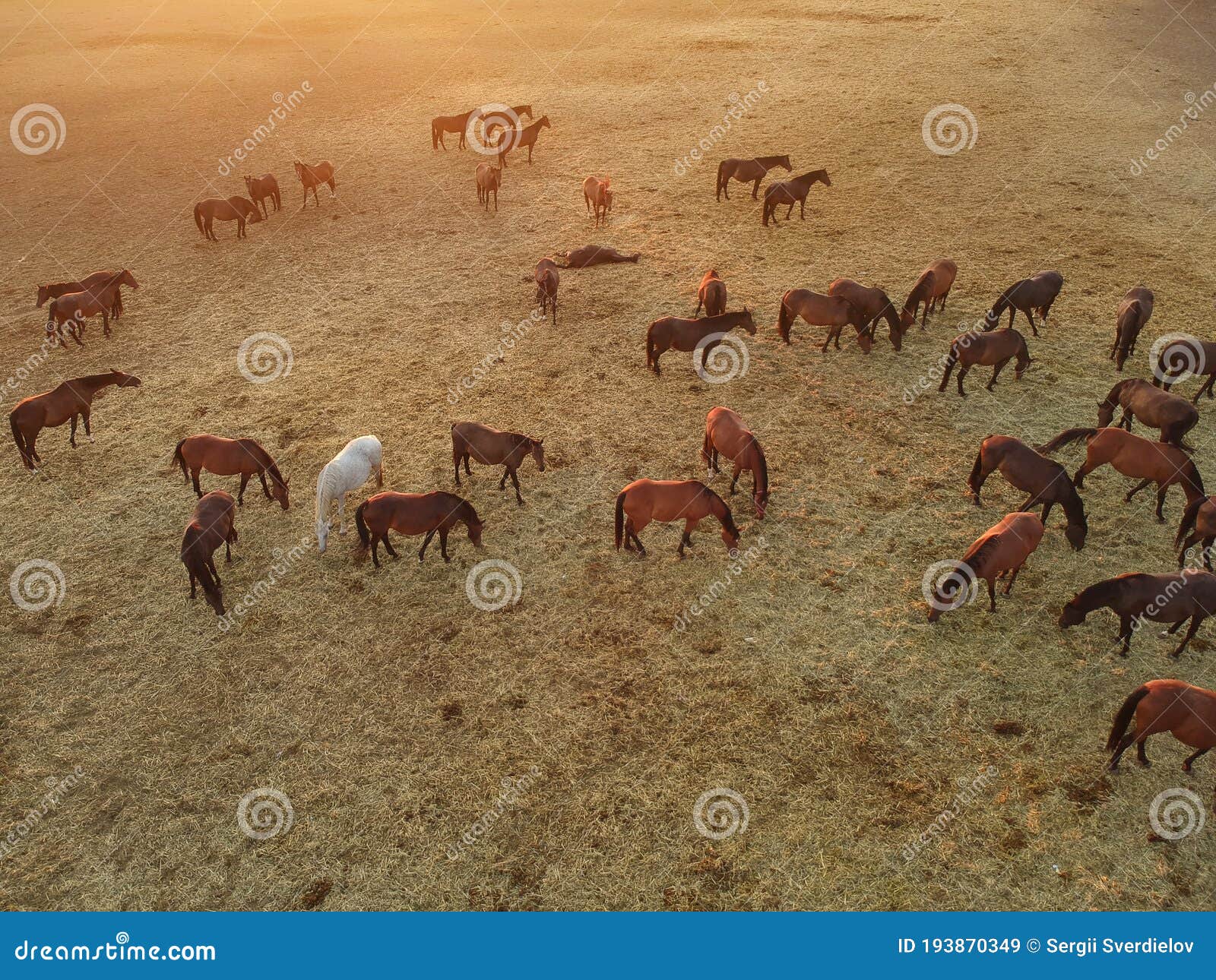Aerial View of Group of Horses. Herd of Young Horses Running, Top View ...