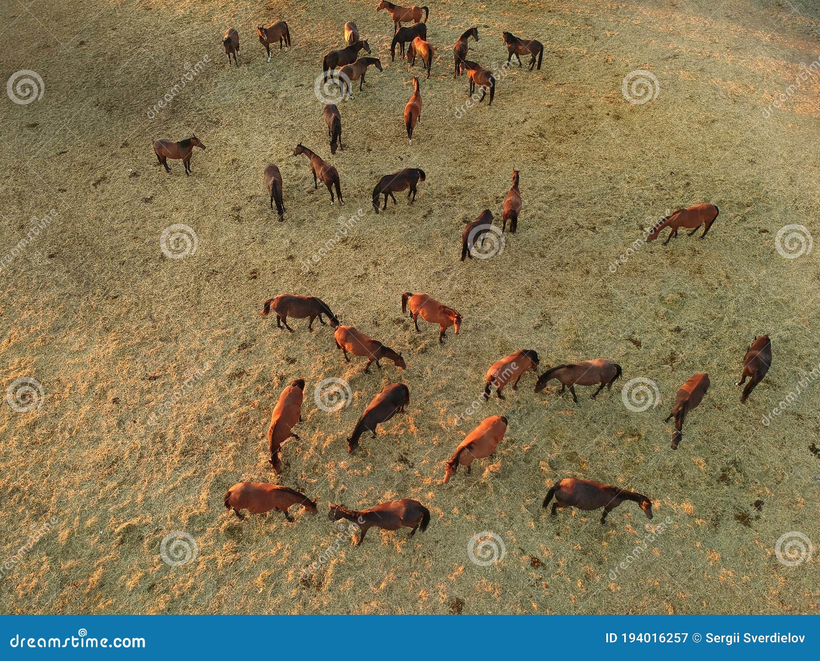 Aerial View of Group of Horses. Herd of Young Horses Running, Top View ...