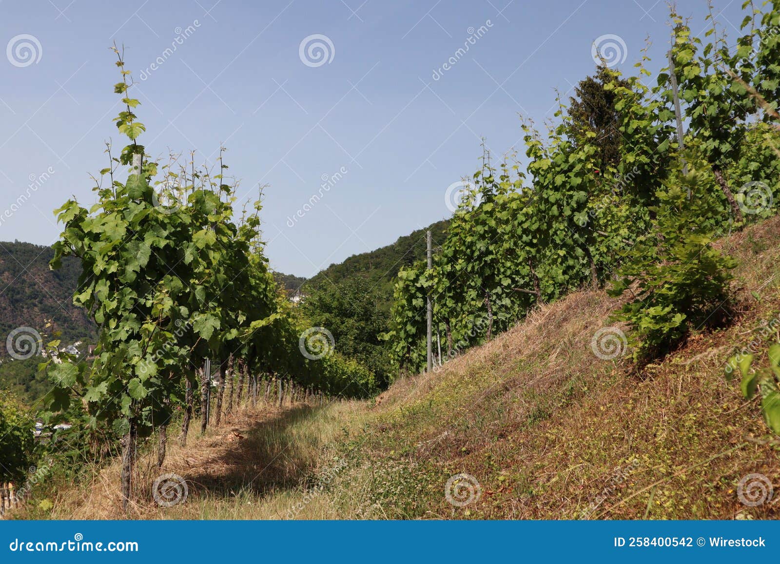 Aerial View of Growing Grape Bush in Field Stock Photo - Image of ...