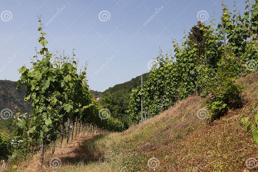 Aerial View of Growing Grape Bush in Field Stock Photo - Image of ...