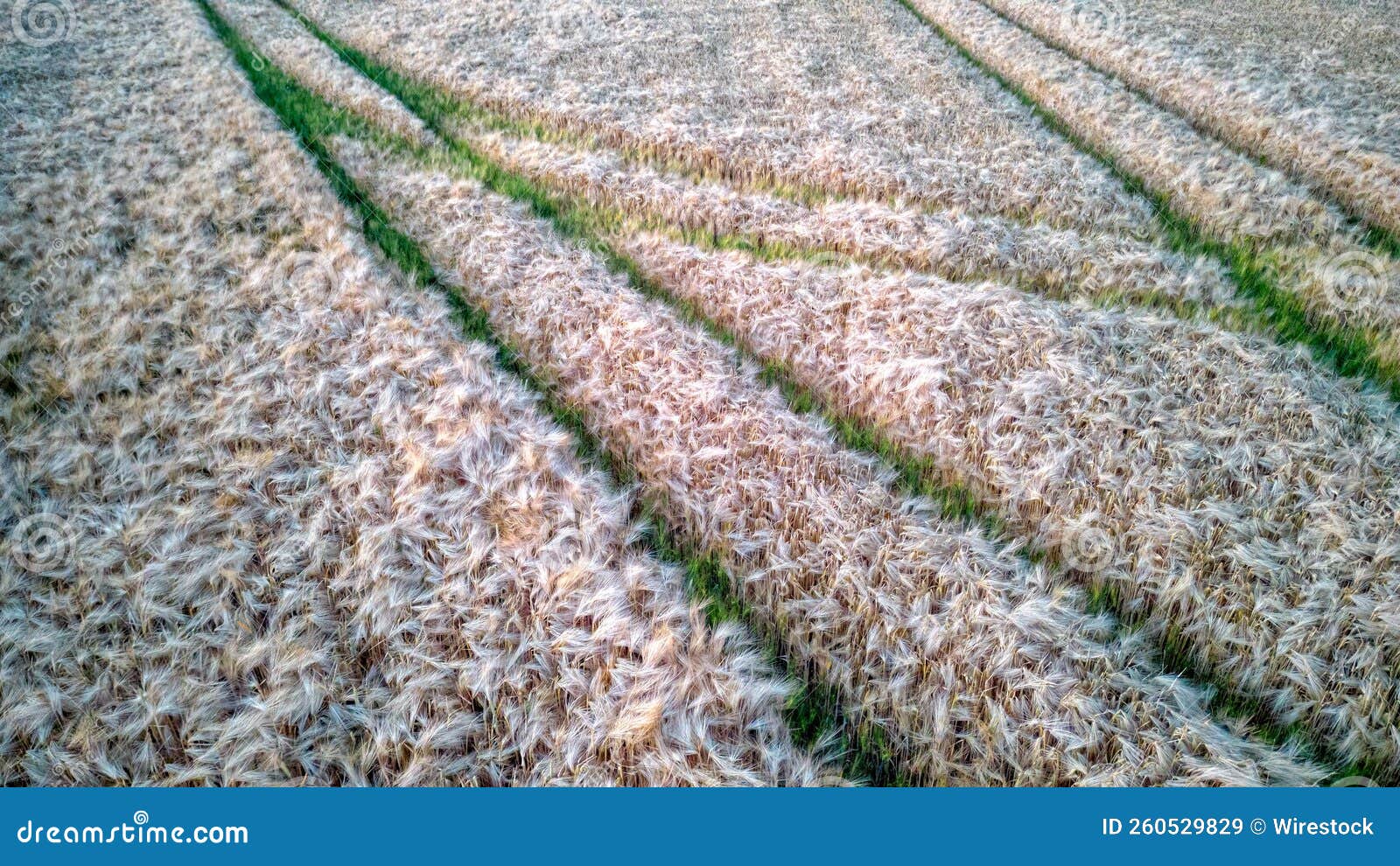 Aerial View of Growing Rye in Field Stock Image - Image of crop ...