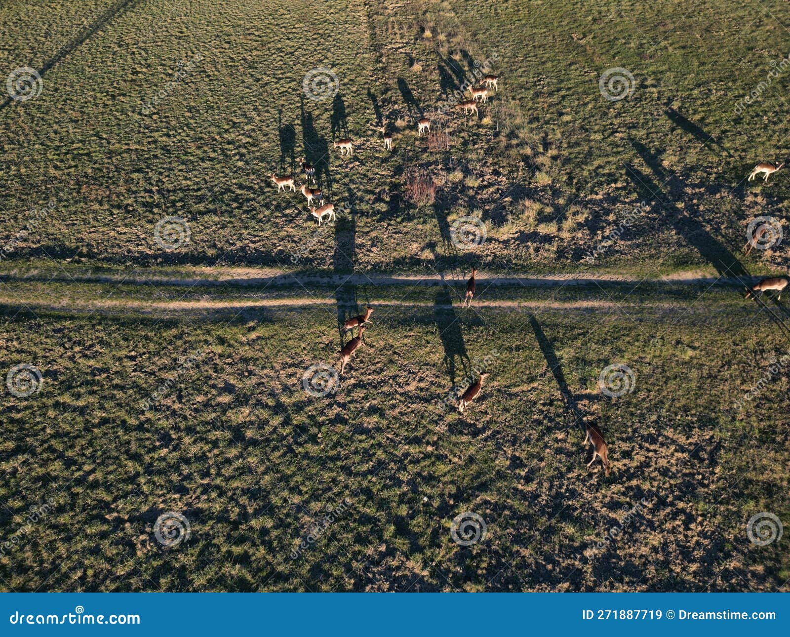 Aerial View of Herd of Fallow Deer from Above Stock Image - Image of ...